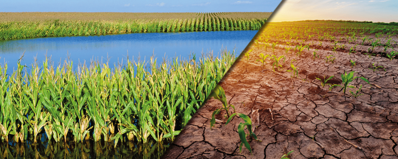 Adjusting Rapid Mycotoxin Detection Strategies to a Changing Climate ...